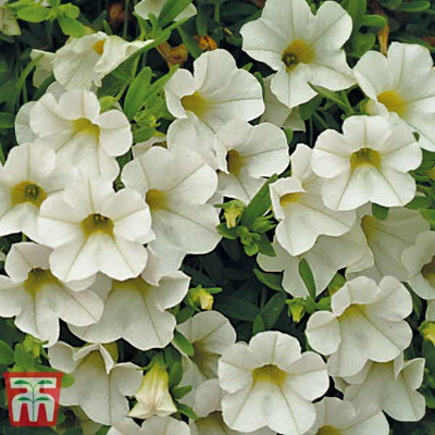 Calibrachoa Mini Petunia Million Bells Trailing Ice Plug Plant x 1