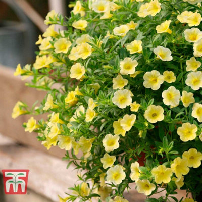 Calibrachoa Mini Petunia Million Bells Trailing Yellow Plug Plant x 10