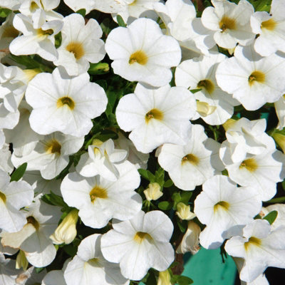 Calibrachoa White Trailing Plant 3 x 9cm Pot - Million Bells Garden ...