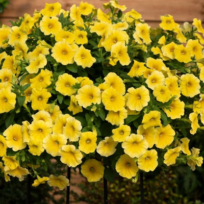Calibrachoa Yellow Trailing Plant 3 x 9cm Pot - Million Bells Garden ...