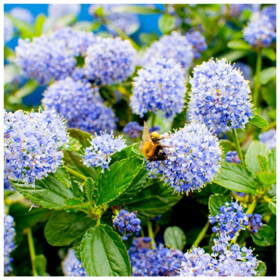 Californian lilac / Ceanothus 'Victoria' In 2L Pot, Bright Blue Flowers ...