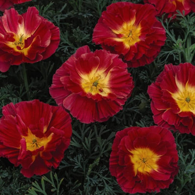 Californian Poppy Cherry Swirl 1 Packet (125 Seeds)