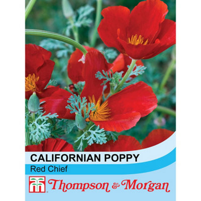 Californian Poppy Red Chief 1 Seed Packet (300 Seeds) | DIY at B&Q