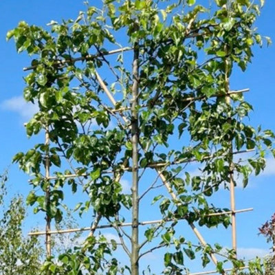 Callery Pear Pleached Tree with Staking Kit - 200cm Stem and 12cm Girth
