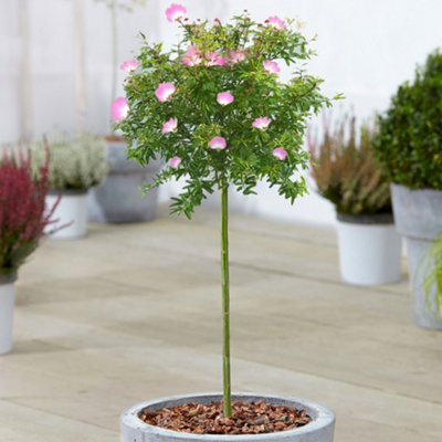 Calliandra Dixie Pink Patio Tree - Stunning Variety, Ideal for UK ...