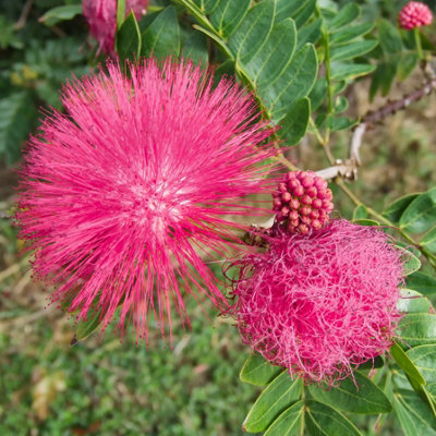 Calliandra Dixie Pink - Powder Puff Tree standard 90cm tall