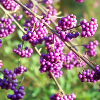 Callicarpa Profusion - Ornamental Beauty for Every Season (9cm, 15-30cm)