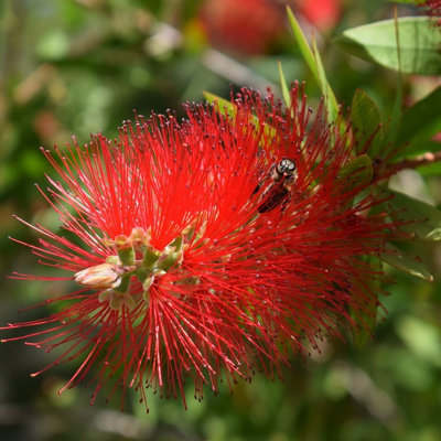 callistemon citrinus splendens pruning