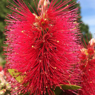 Callistemon Inferno - Outdoor Flowering Shrub, Ideal for UK Gardens ...