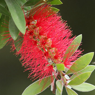 Callistemon Inferno - Outdoor Flowering Shrub, Ideal for UK Gardens ...
