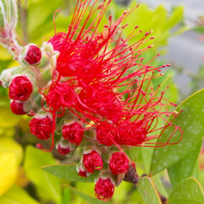 Callistemon Inferno - Outdoor Flowering Shrub, Ideal for UK Gardens ...