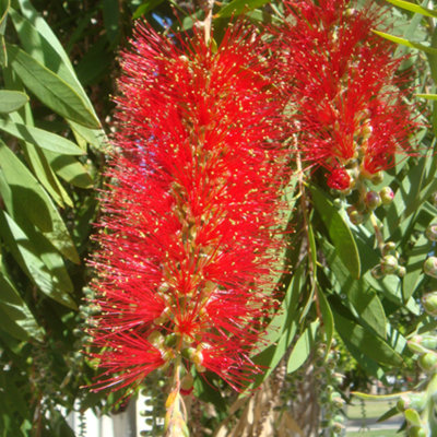 Callistemon Inferno - Outdoor Flowering Shrub, Ideal for UK Gardens ...