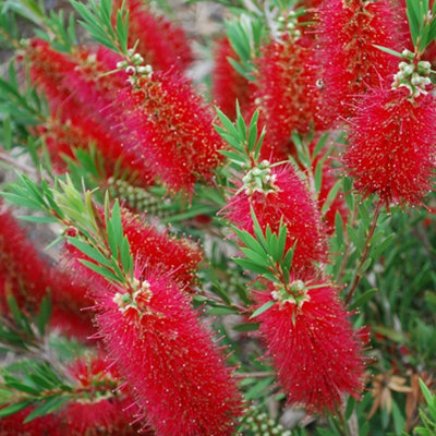 Callistemon Red Cluster - Outdoor Flowering Shrub, Ideal for UK Gardens ...