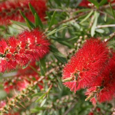 callistemon tree uk