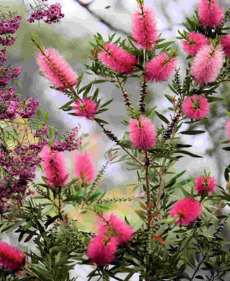 callistemon viminalis uk