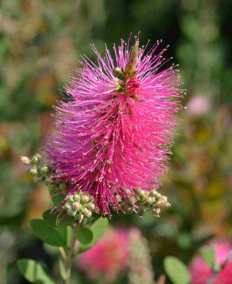 callistemon viminalis uk
