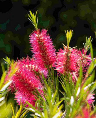 callistemon viminalis uk