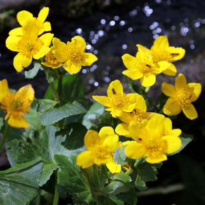 Caltha palustris 'Polypetala' - 1 Litre Bareroot - Marginal Aquatic ...