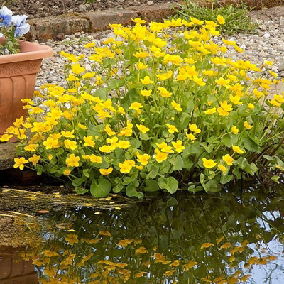 Caltha Palustris - Pond Plant in 9cm Pot - Marsh Marigold Marginal Plant