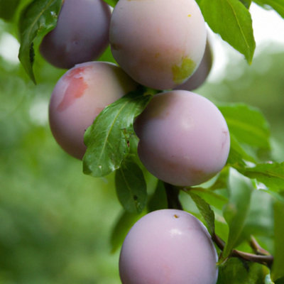 Cambridge Gage (Prunus domestica) Tree - 7Ltr Bareroot