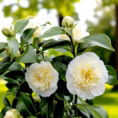 Camellia Plant Brushfield Yellow in 3L Pot - Flowering Evergreen Shrub ...