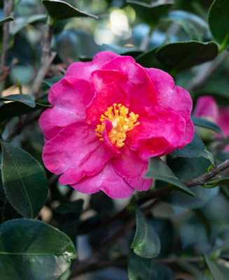 Camellia Sasanqua Kanjiro - 1 x 8cm pot