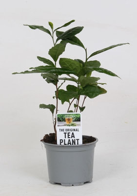 Camellia Sinensis (Theeplant), 510cm Pot Size, 40cm Tall, Tea, Indoor ...