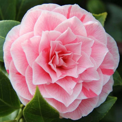 Camellia Tricolour Red Pink White Hardy Bushy Evergreen Shrub Plant In ...