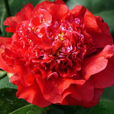Camellia williamsii Ruby Wedding Garden Shrub - Elegant Deep Red Blooms, Evergreen Foliage ...