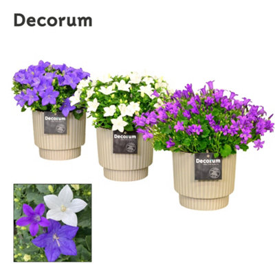 Camp Mixed Ceramic Emily, 15cm Pot Size, 22cm Tall, Camp Mixed Ceramic Emily, Indoor Houseplant