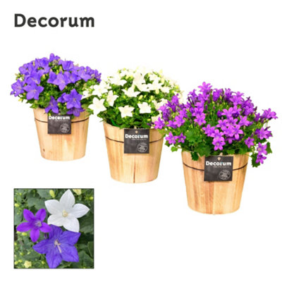 Camp Mixed Hout, 14cm Pot Size, 17cm Tall, Camp Mixed Hout, Indoor ...