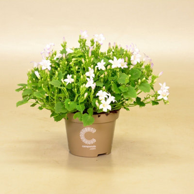 Camp Port Ice White, 11cm Pot Size, 17cm Tall, Canna Alaska, Indoor ...