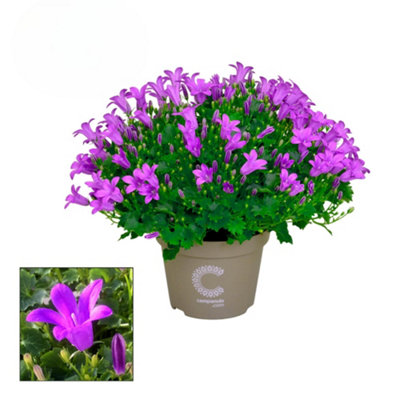Camp Port Porto, 11cm Pot Size, 17cm Tall, Portulaca, Indoor Houseplant