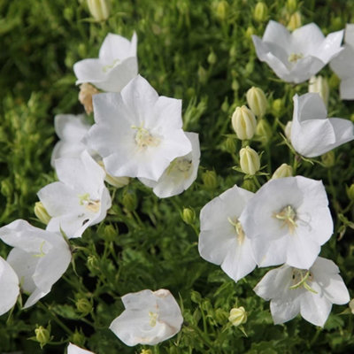 Campanula Carpatica F. Alba Weisse Clips Bellflower 9cm Pot Perennial Plant