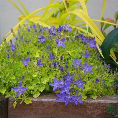 Campanula garganica Dicksons Gold 3 Pug plants Bellflower