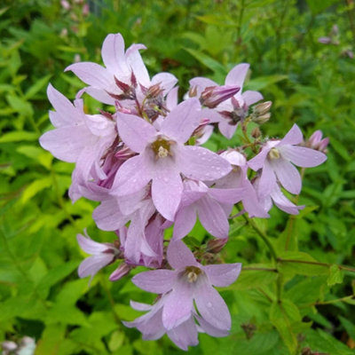 Campanula lactiflora Loddon Anna Pale Pink Bellflowers - Hardy Perennial Bareroot