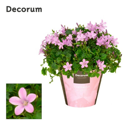 Campanula Porto Pink Decorum, 11cm Pot Size, 17cm Tall, Bellflower ...