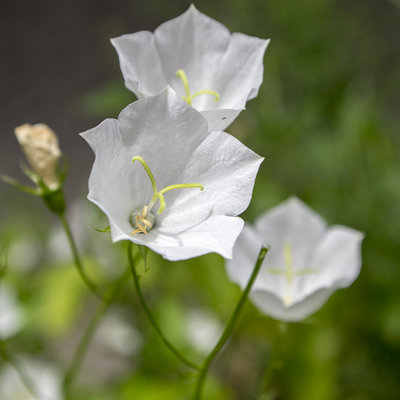 Campanula pyramidalis Alba 1 Litre Potted Plant x 1