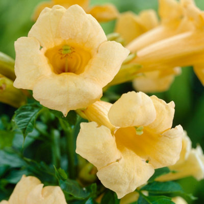 CAMPSIS FLAVA YELLOW TRUMPET VINE GARDEN READY OUTDOOR CLIMBING SHRUB ...