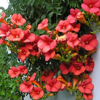 Campsis Madame Galen - Vibrant Orange Trumpet-Shaped Flowers, Compact ...