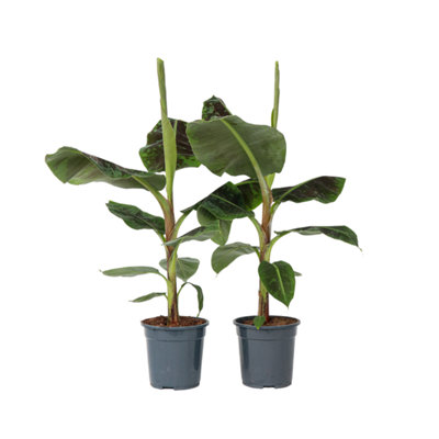 CANARY BANANA - 2 PCS. - MUSA DWARF CAVENDISH - HEIGHT 90-100CM - POT 21CM