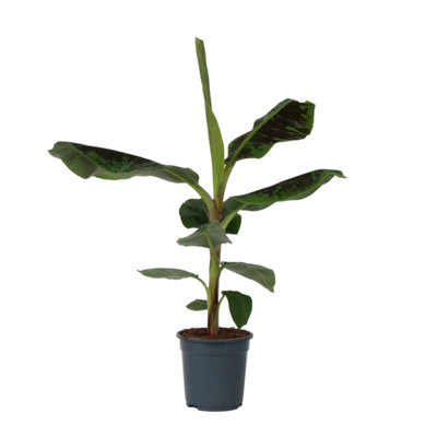 Canary banana - Musa Dwarf Cavendish - Height 90-100cm - Pot 21cm