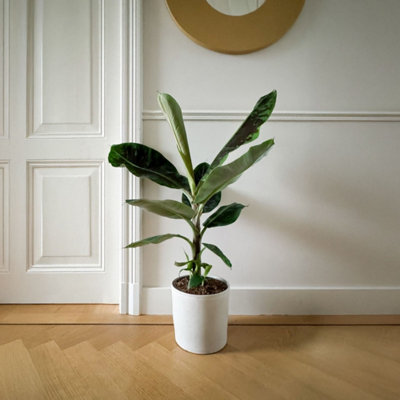 Canary banana - Musa Dwarf Cavendish - Height 90-100cm - Pot 21cm