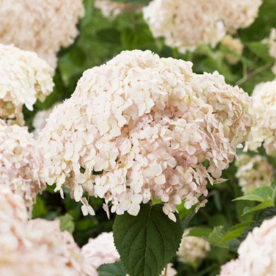 Candybelle Marshmallow Sevenbark Shrub Plant Hydrangea Arborescens 2L Pot