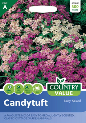 Candytuft Fairy Mixed by Country Value | DIY at B&Q