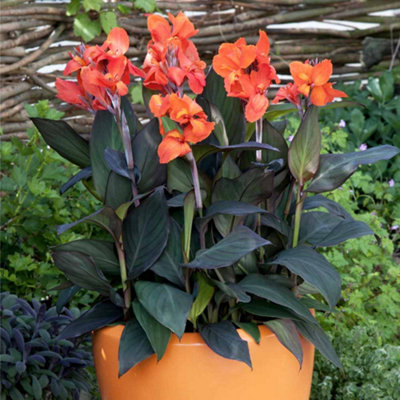 Canna Cannova Bronze Orange 3 Litre Potted Plant x 1