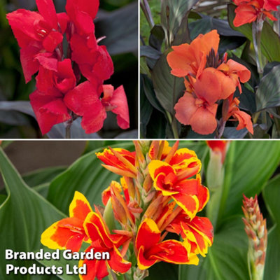 Canna Cannova Collection - 3 Potted Plants | DIY at B&Q