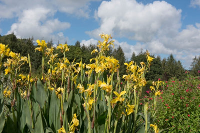 Canna 'Ra' - 3Ltr Bareroot - Marginal Aquatic Pond Plant