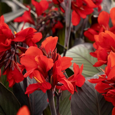Canna Tropicanna Black in 9cm Pot - Exotic Perennial Lily Plant - Ready ...