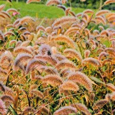 Caramel Foxtail Millet - Ornamental Grass for Cutting Borders ...